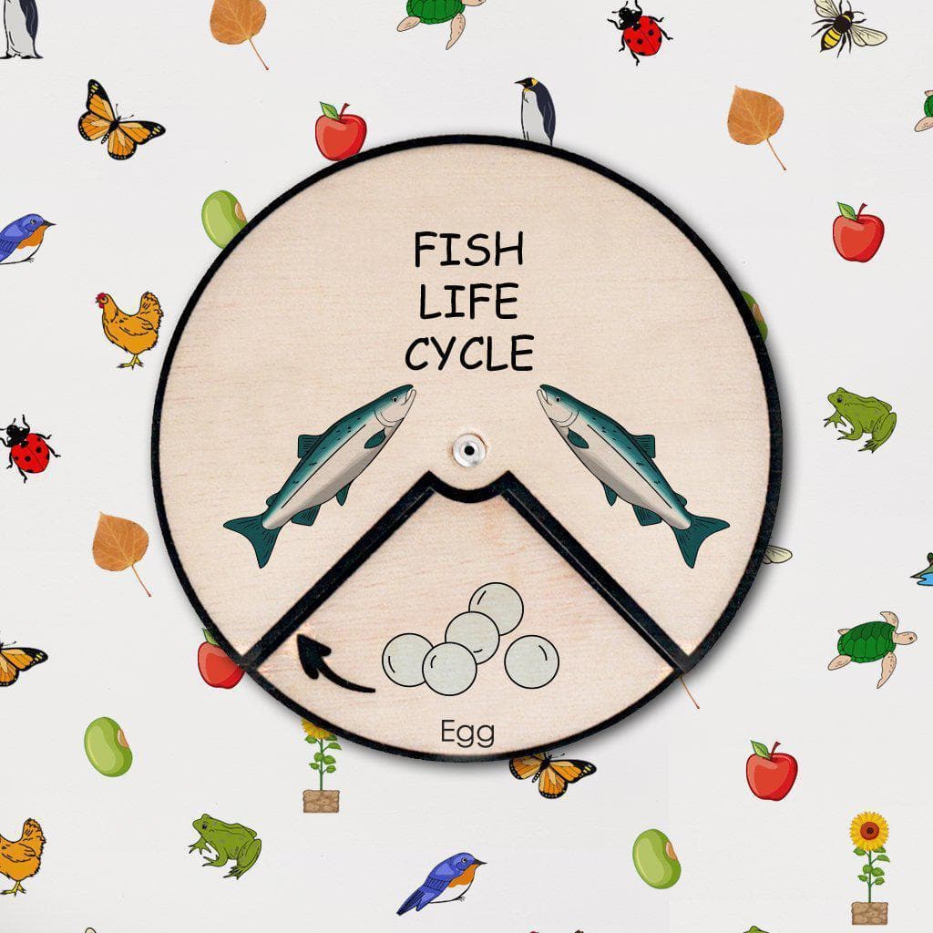 Wooden Life Cycle Sets | Learning Wheels | Minisko