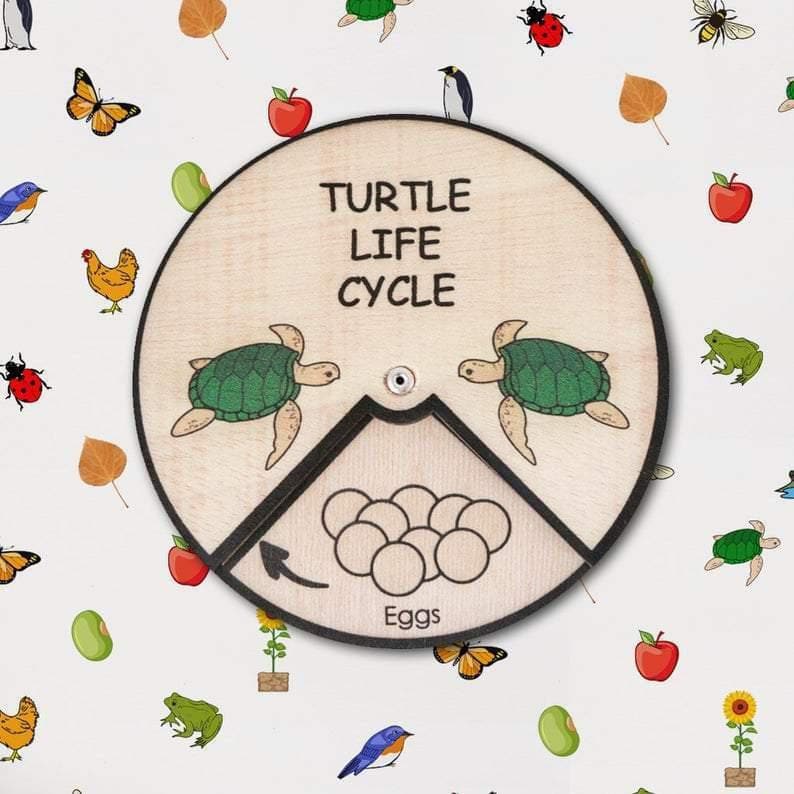 Wooden Life Cycle Sets | Learning Wheels | Minisko