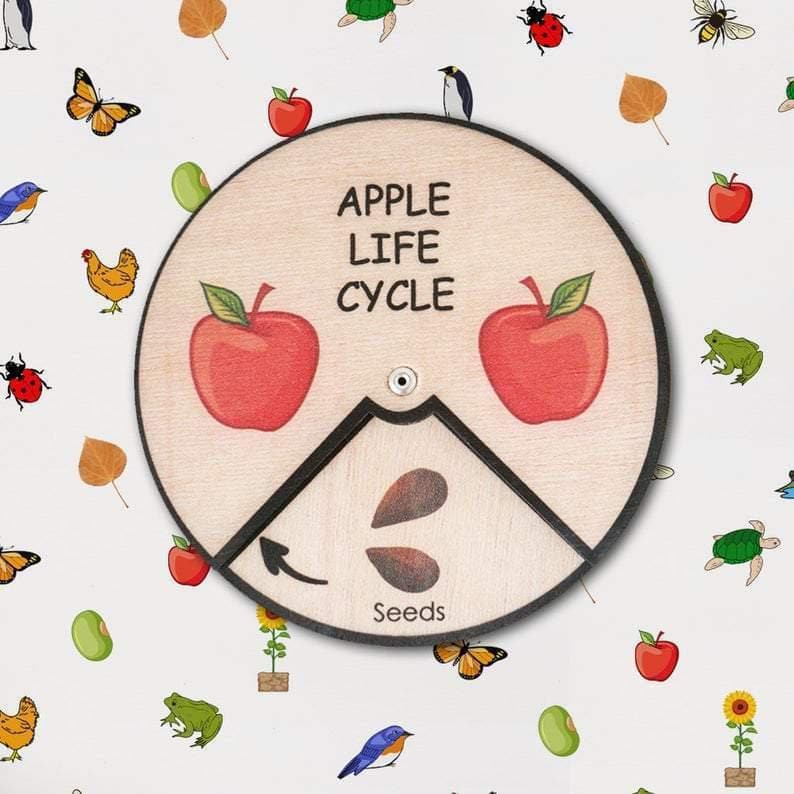 Wooden Plant Cycle Sets | Learning Wheels | Minisko – My Happy Helpers